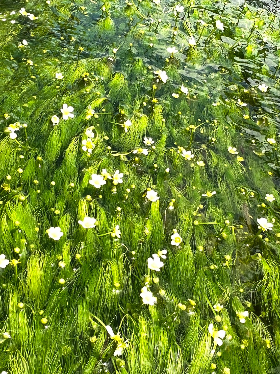 LINE_ALBUM_2023530 梅花藻_230530_2 | (一社)多可の森健康協会 | 多可の自然とウォーキング